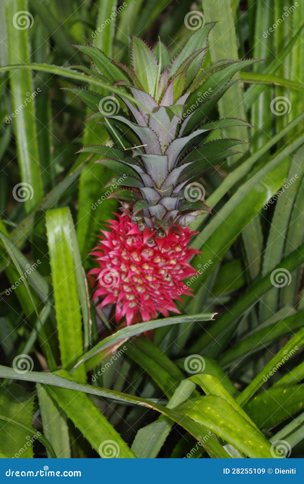 Red Pineapple ( Ananas Bracteatus ) Stock Image - Image of green ...