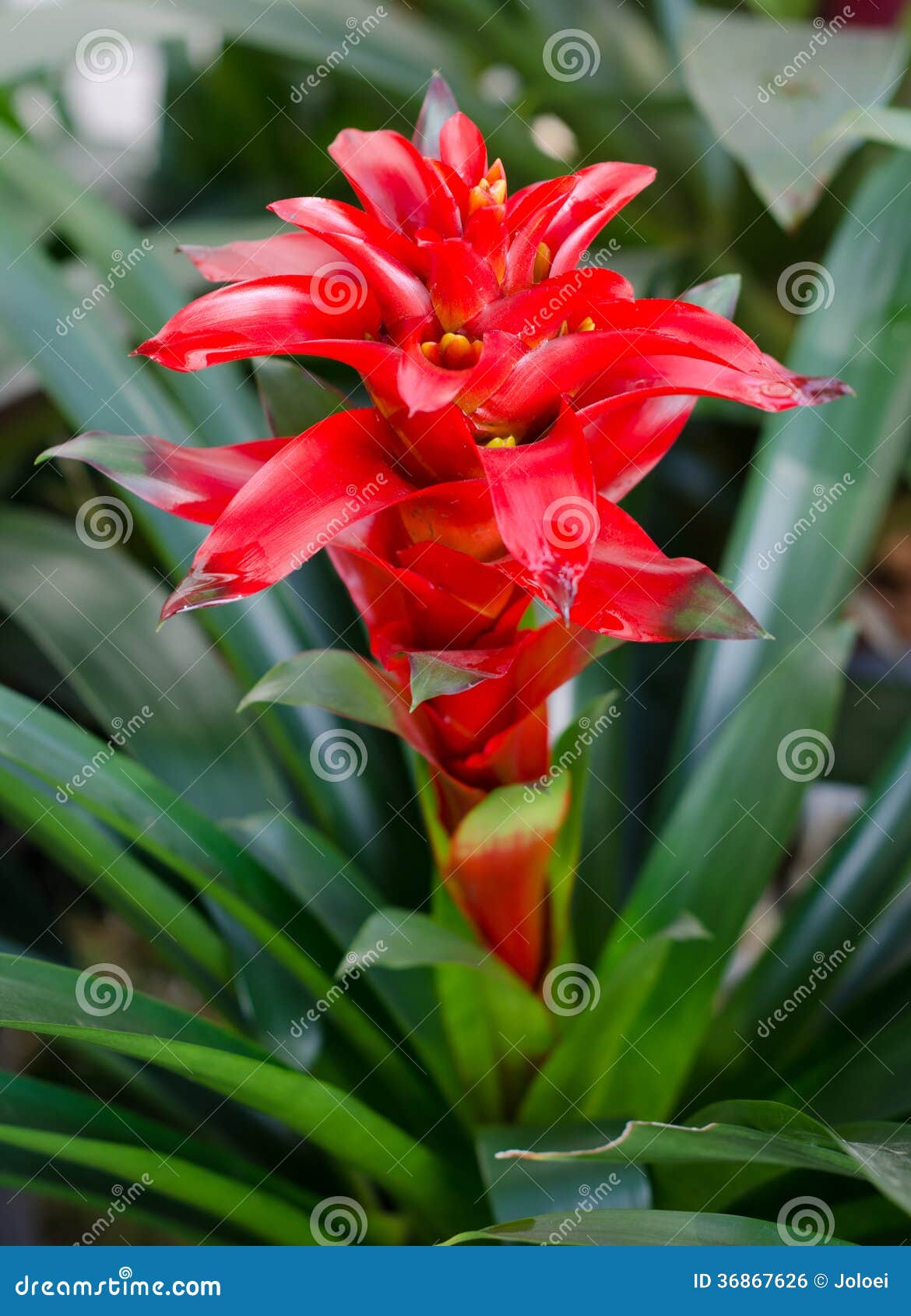Red pineapple flower stock photo. Image of amazon, botany - 36867626