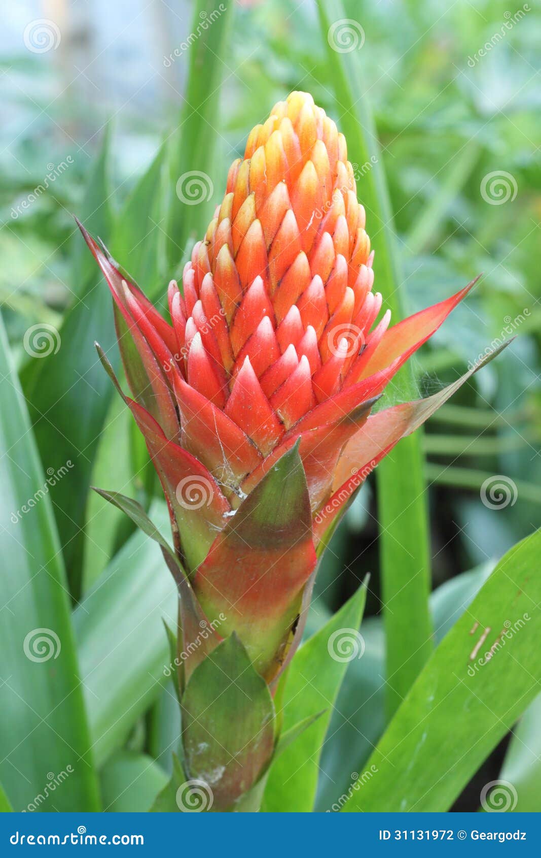Red Pineapple Flower, Red Bromeliad or Billbergia Pyramidalis Stock ...