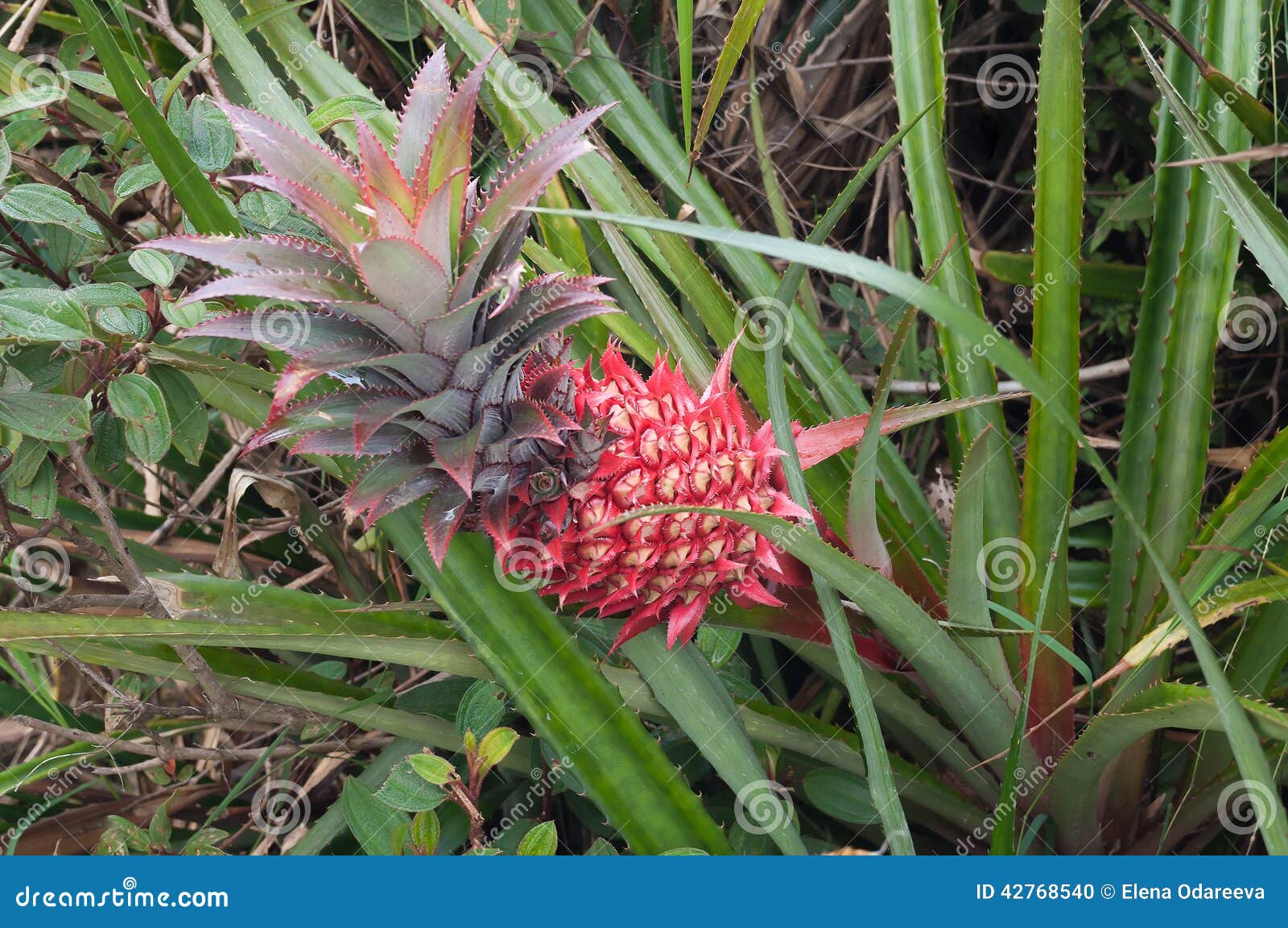 Red pineapple stock photo. Image of plant, healthy, health - 42768540