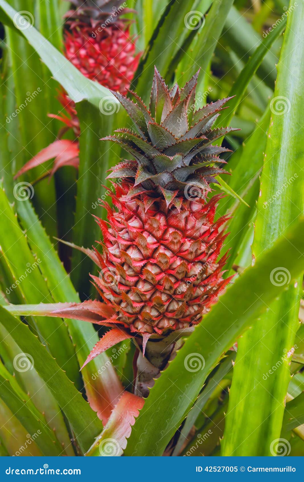 Red Pineapple Fruit and Plant Stock Image - Image of cultivation, sweet ...