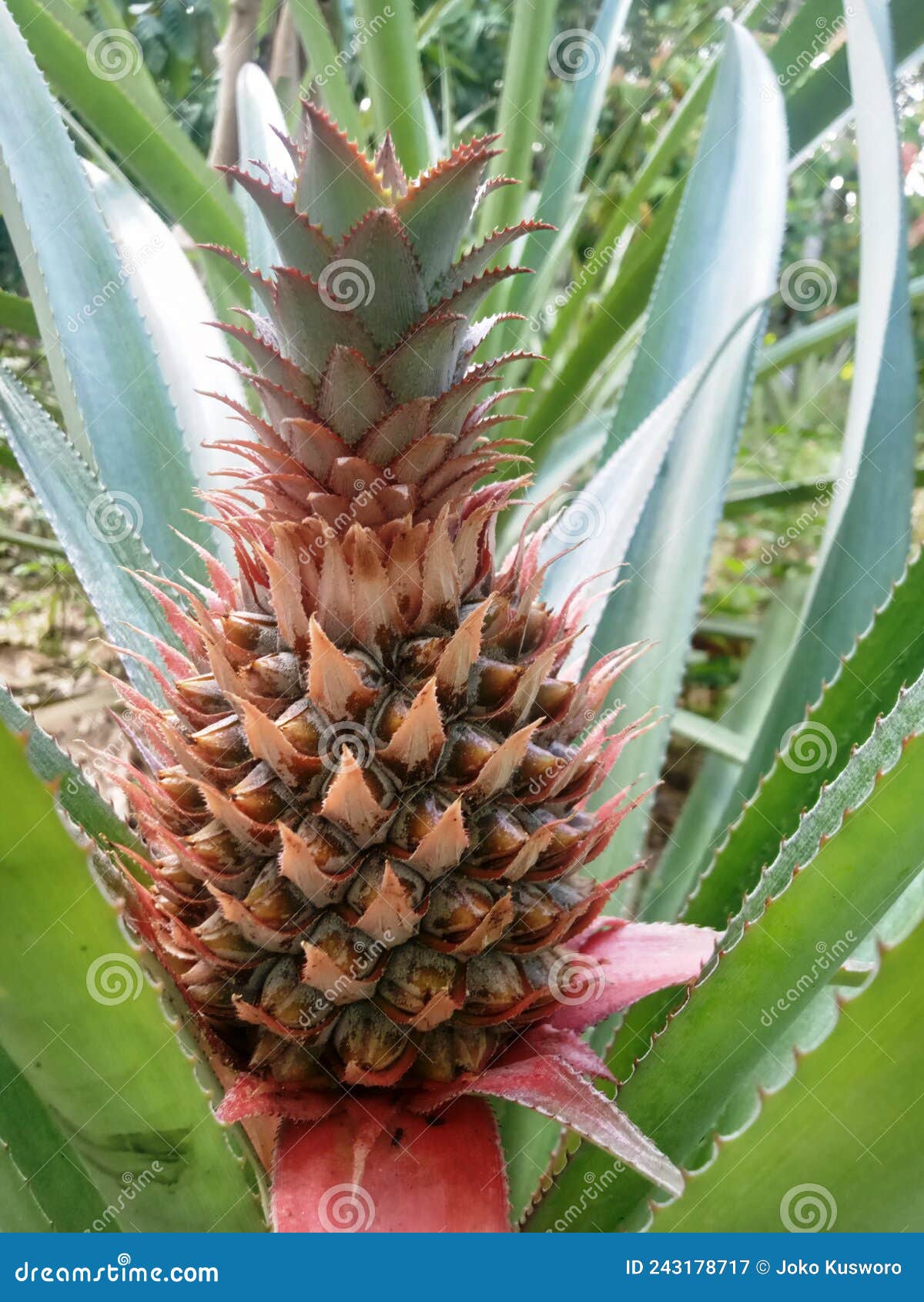 Red Pineapple Fruit with Sharp Stock Image - Image of sharp, pineapple ...