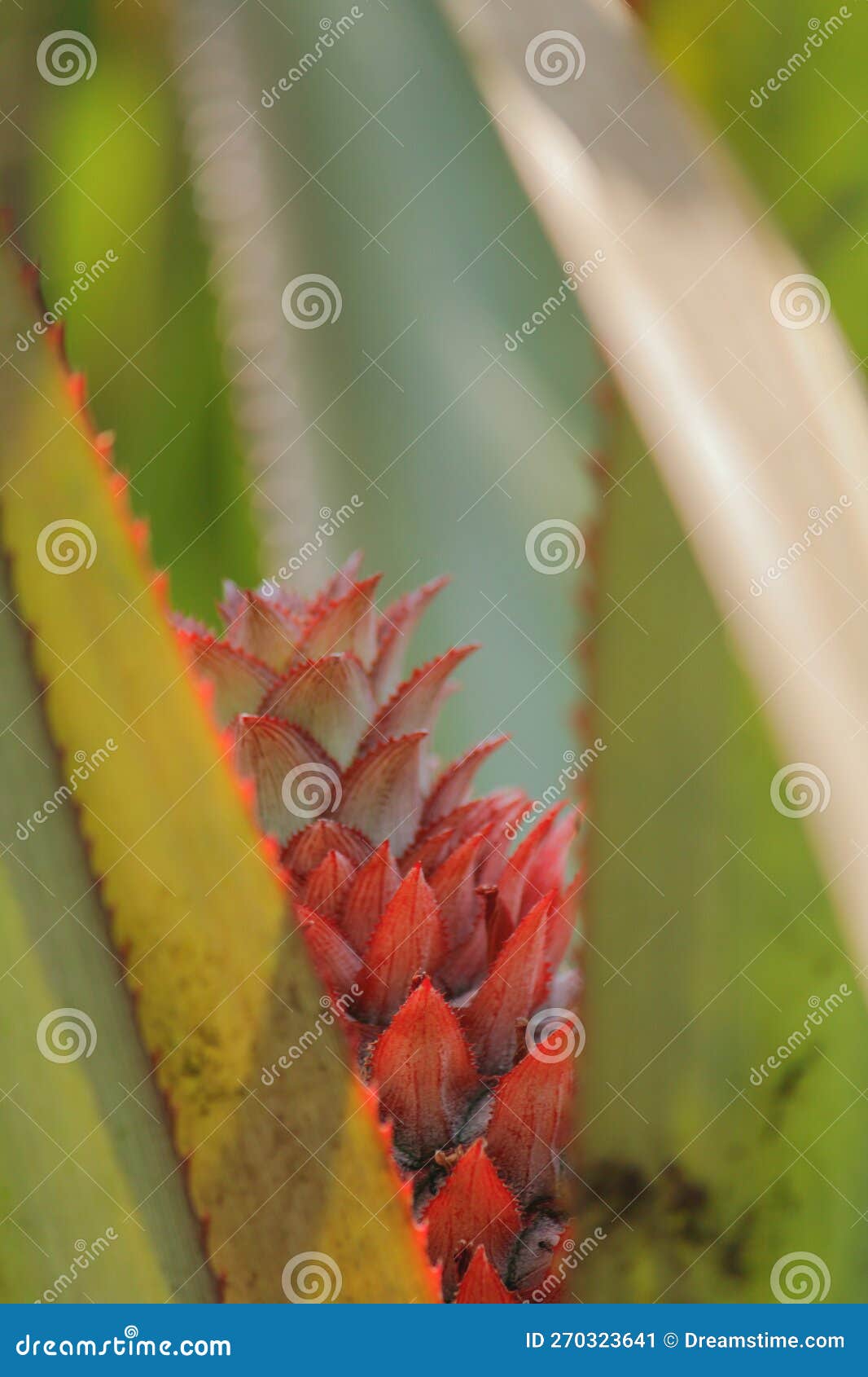 Red pineapple growing stock image. Image of pineapple - 270323641