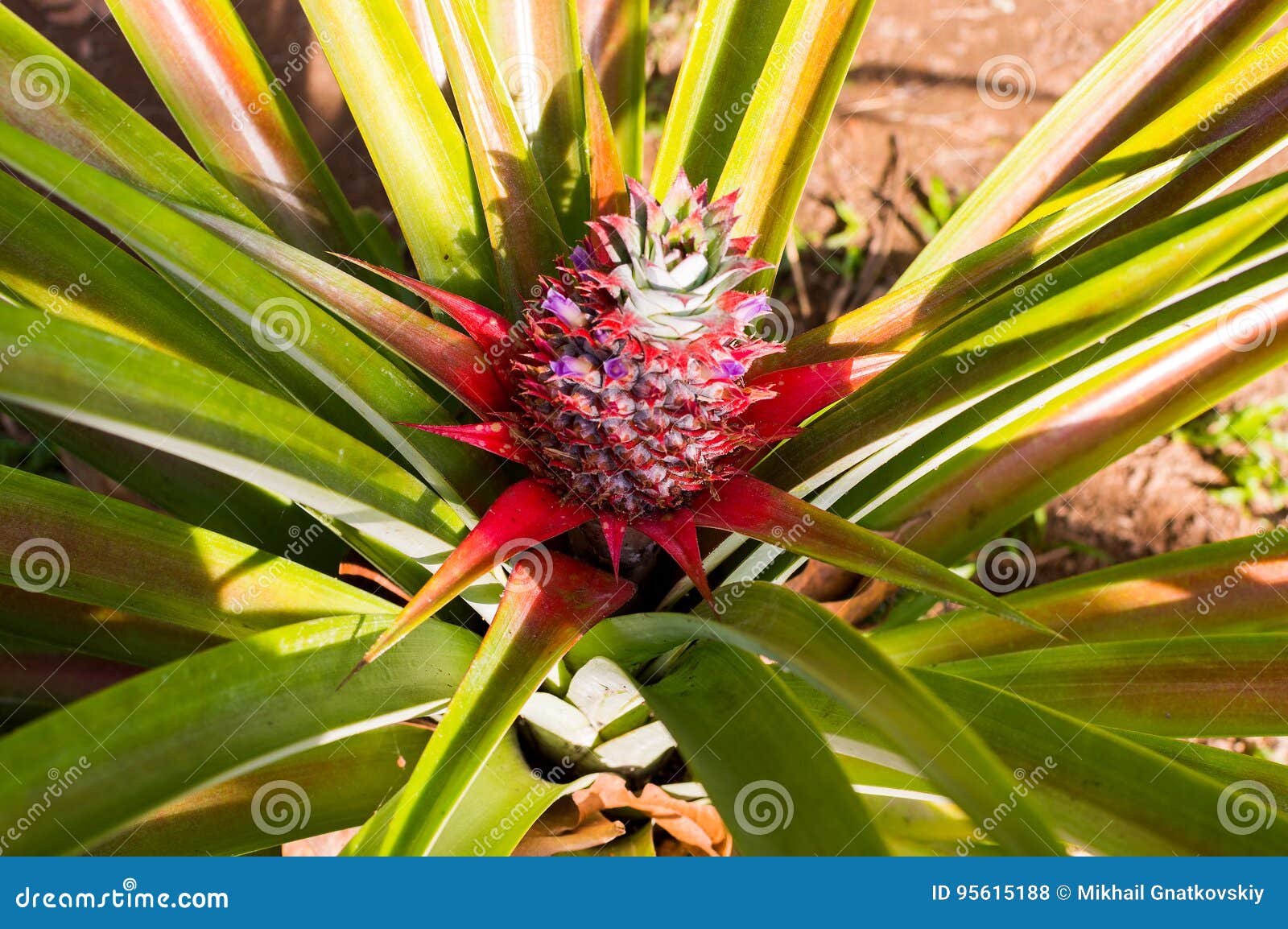 A red pineapple stock photo. Image of botany, fresh, growth - 95615188