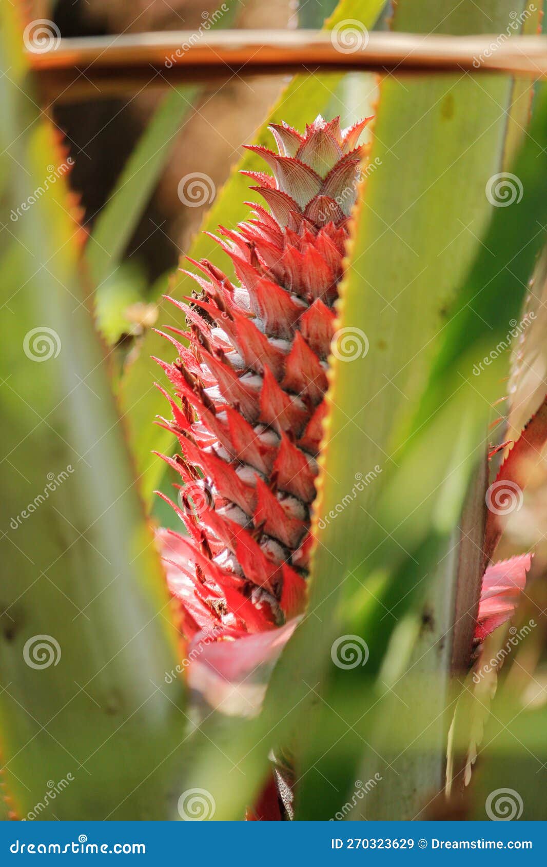 Red pineapple growing stock image. Image of pineapple - 270323629