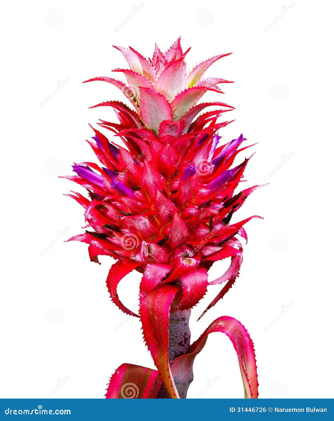 Red pineapple isolated stock photo. Image of tropical - 31446726