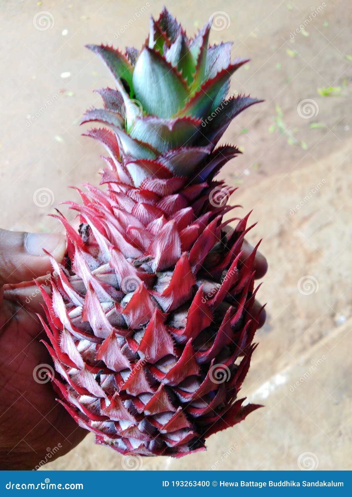 Red pineapple nice picture stock photo. Image of pictur - 193263400