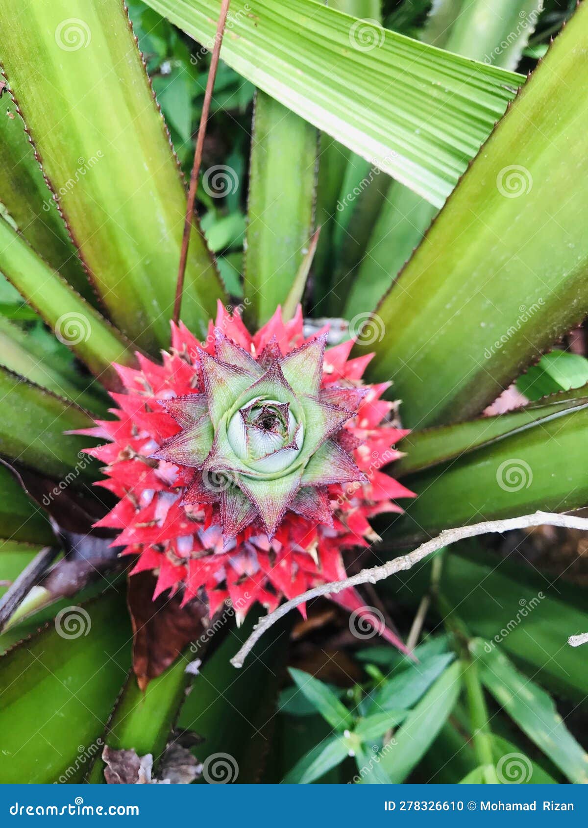 Red Pineapple in Sri Lankan Stock Photo - Image of green, flower: 278326610