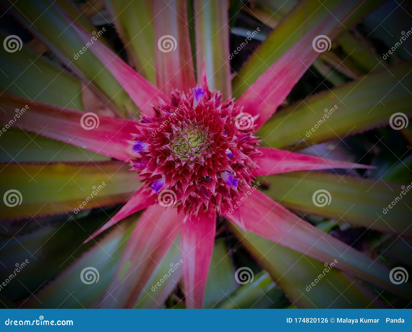 Red Pineapple Top View Ananas Comosus Stock Photo - Image of ananas ...
