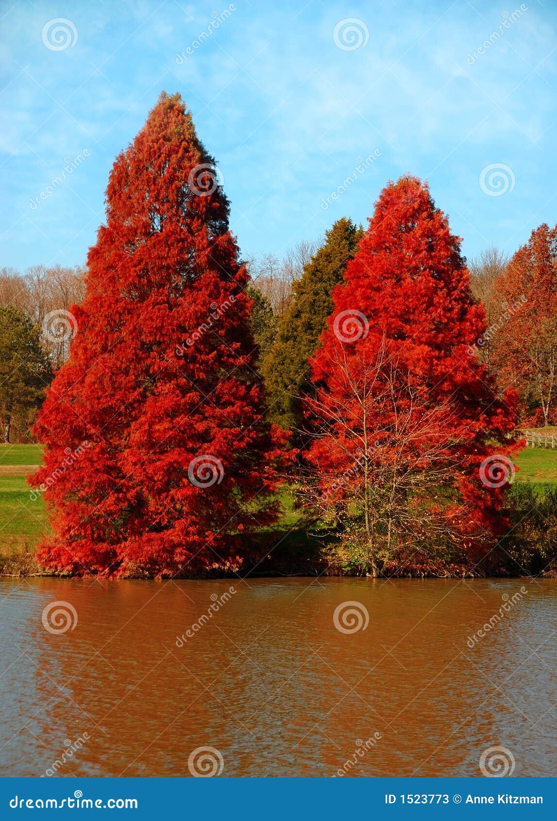 Red Pines stock image. Image of lake, grass, clouds, foliage - 1523773