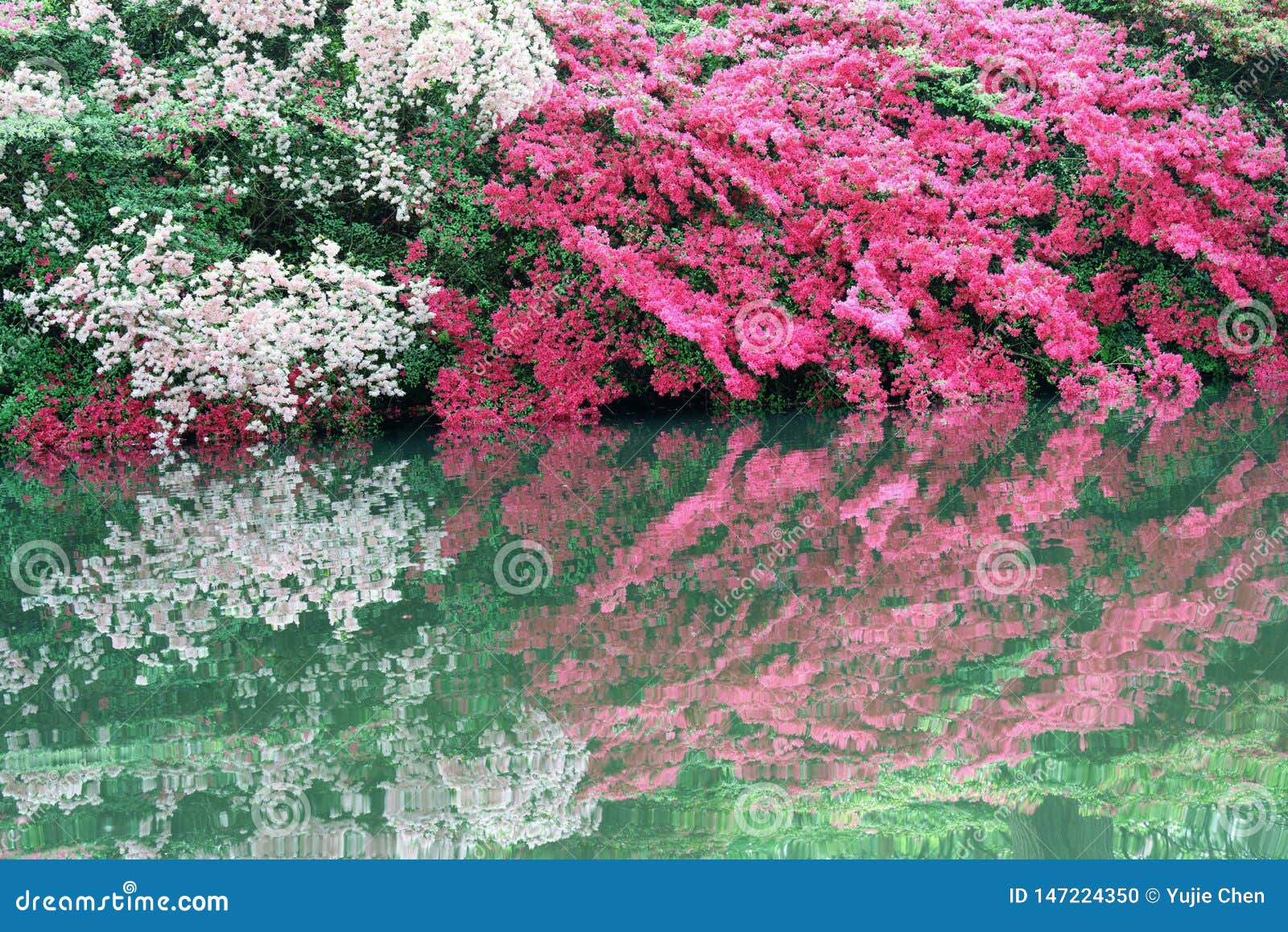 Red and Pink Azaleas in Bloom Stock Photo - Image of flowers, park ...