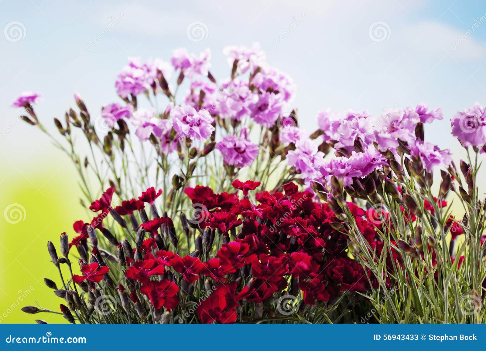 Red and pink carnations stock image. Image of fragrant - 56943433
