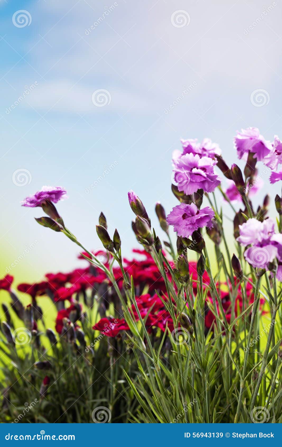 Red and pink carnations stock image. Image of nature - 56943139