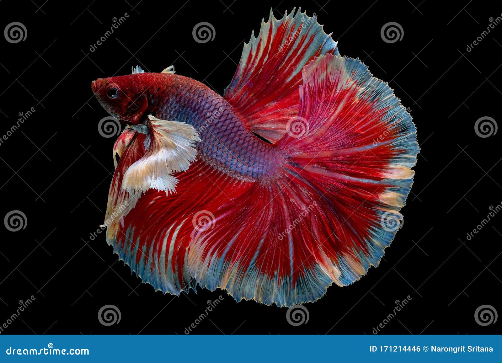 Red and Pink Color Siamese Fighting Betta Fish with Different Movement ...