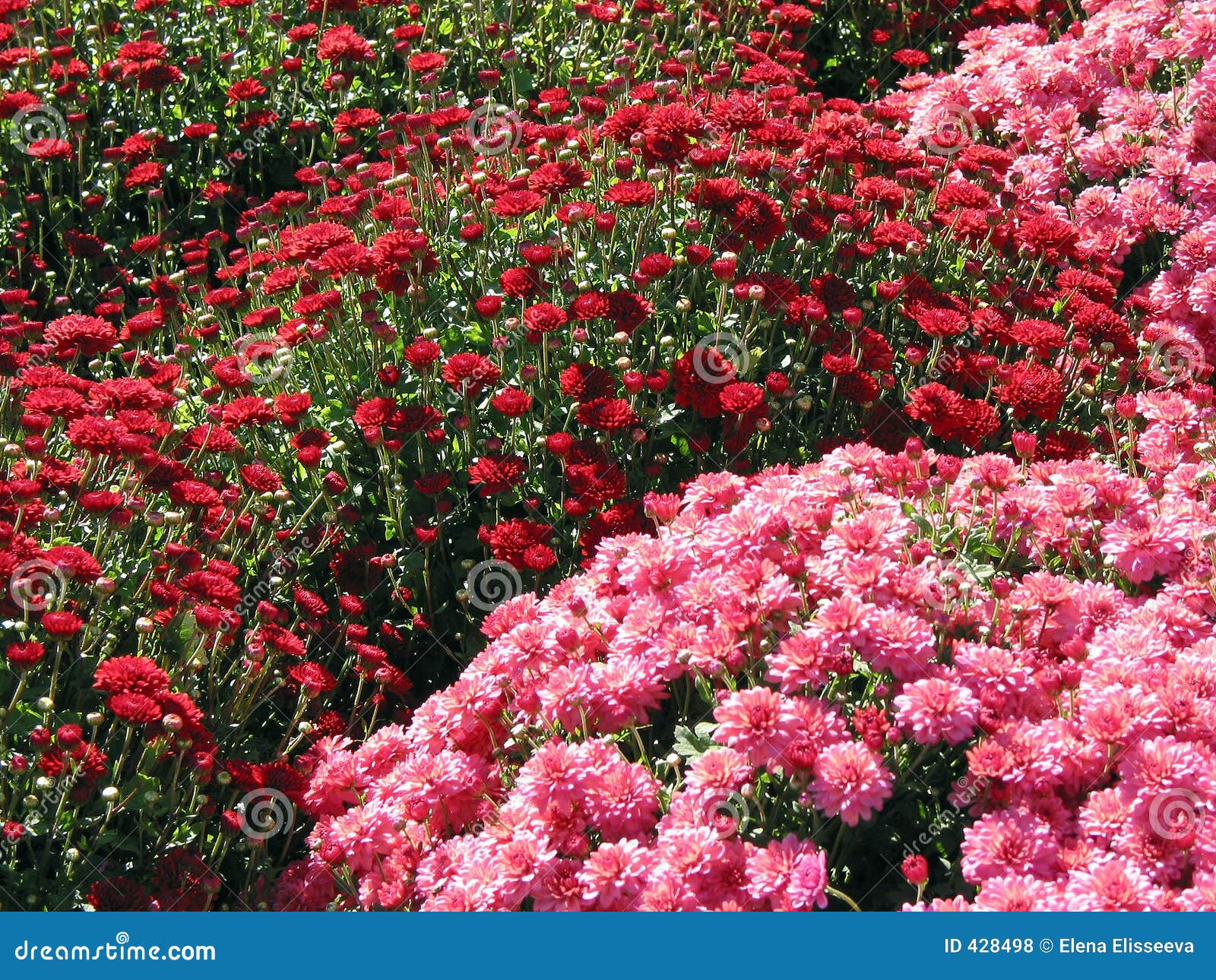 Red and pink fall mums stock photo. Image of flowers, pink - 428498