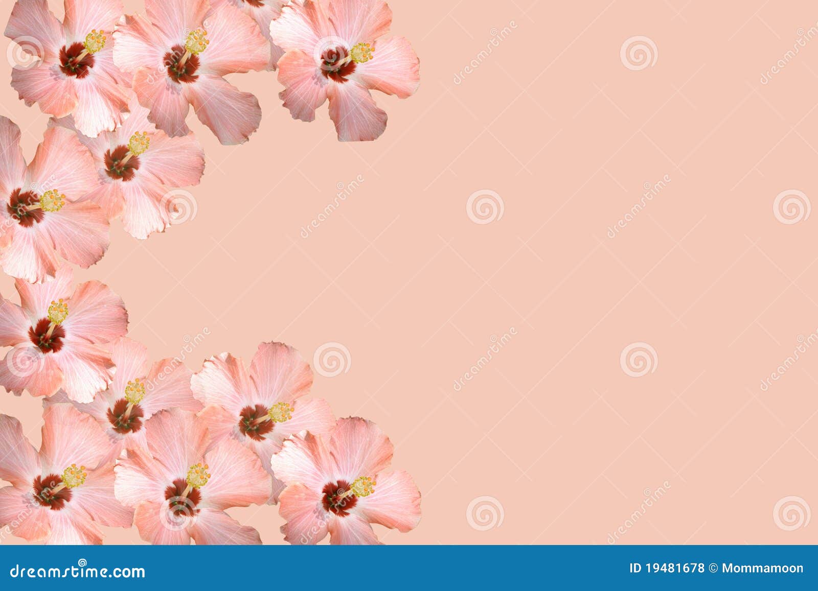 Red and Pink Flowers stock photo. Image of abstract, background - 19481678