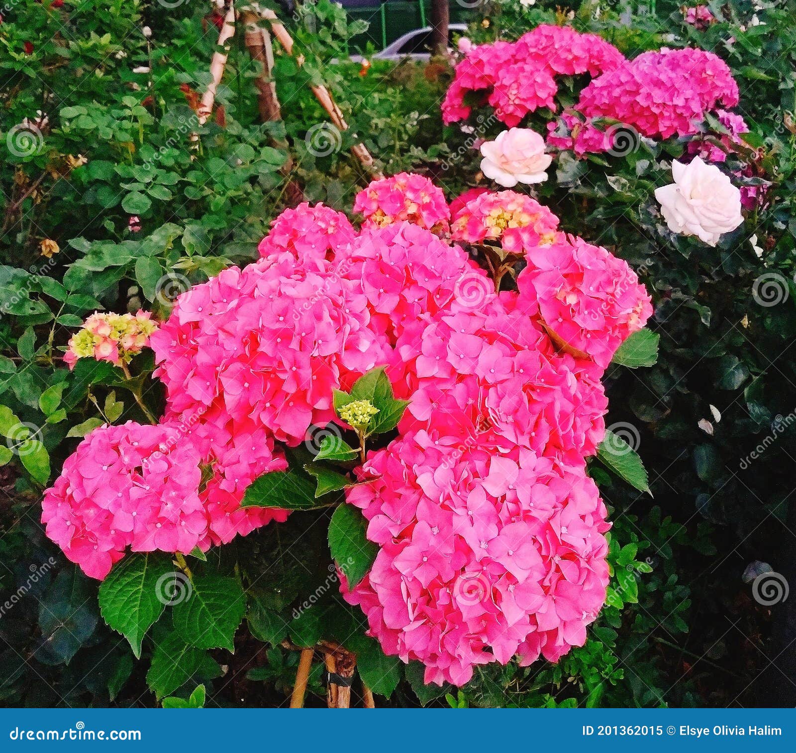 Red and Pink Flowers stock image. Image of green, flowers - 201362015