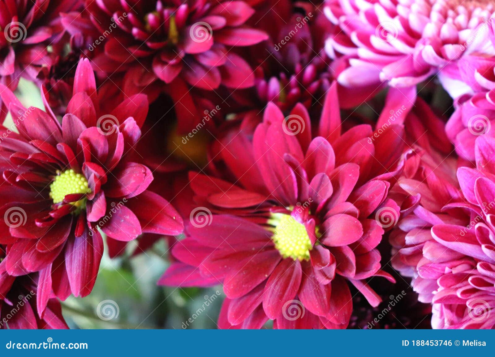 Red and pink flowers stock photo. Image of pink, nature - 188453746