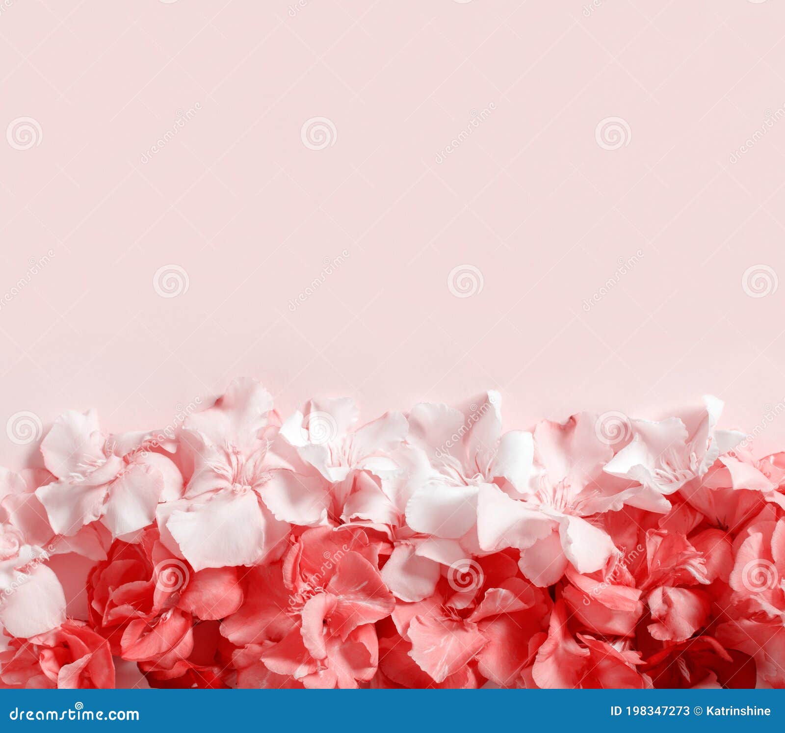 Red and Pink Flowers Border Over a Pink Background Stock Image - Image ...