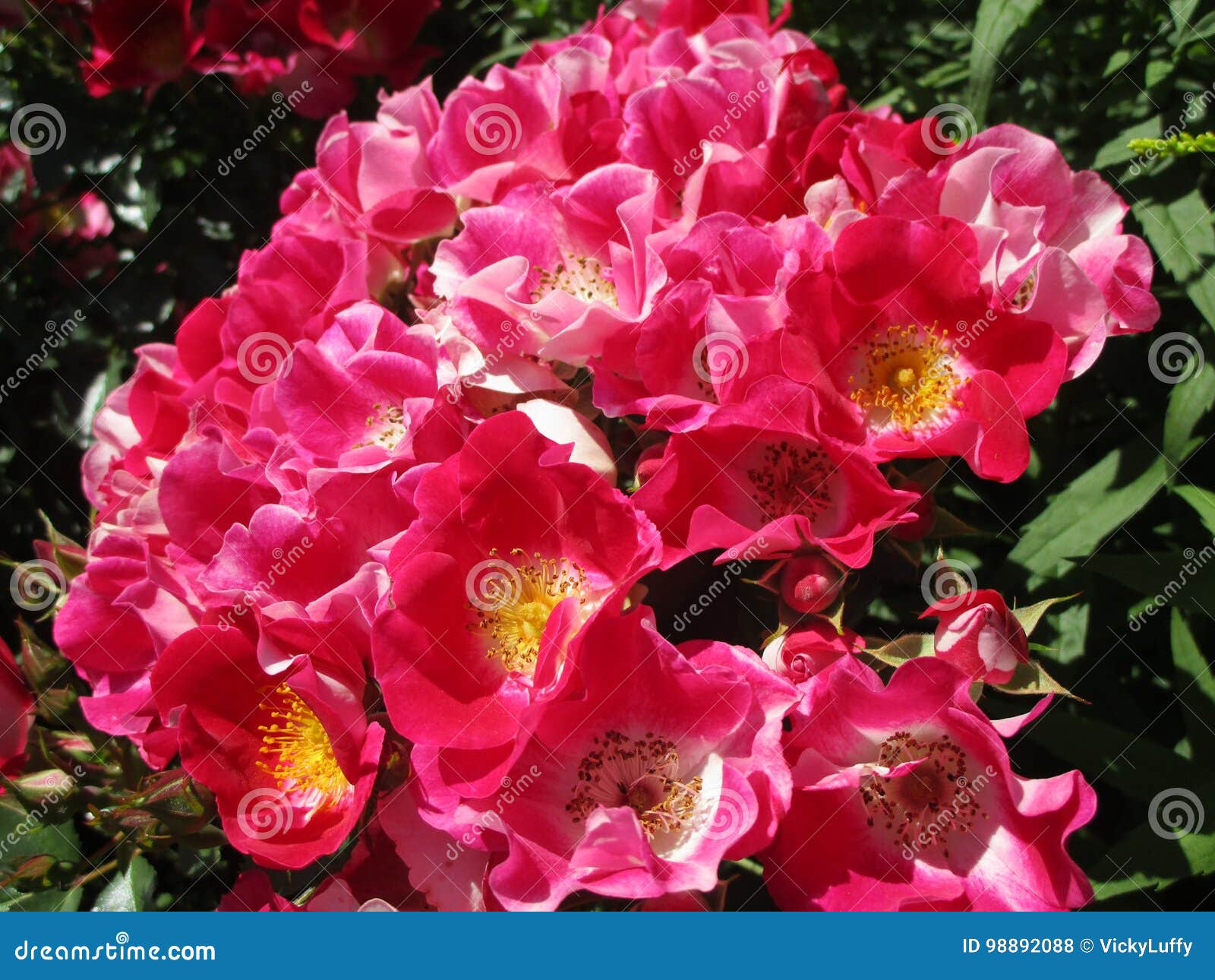 Red and Pink Flowers in Garden Stock Photo - Image of flowers, garden ...