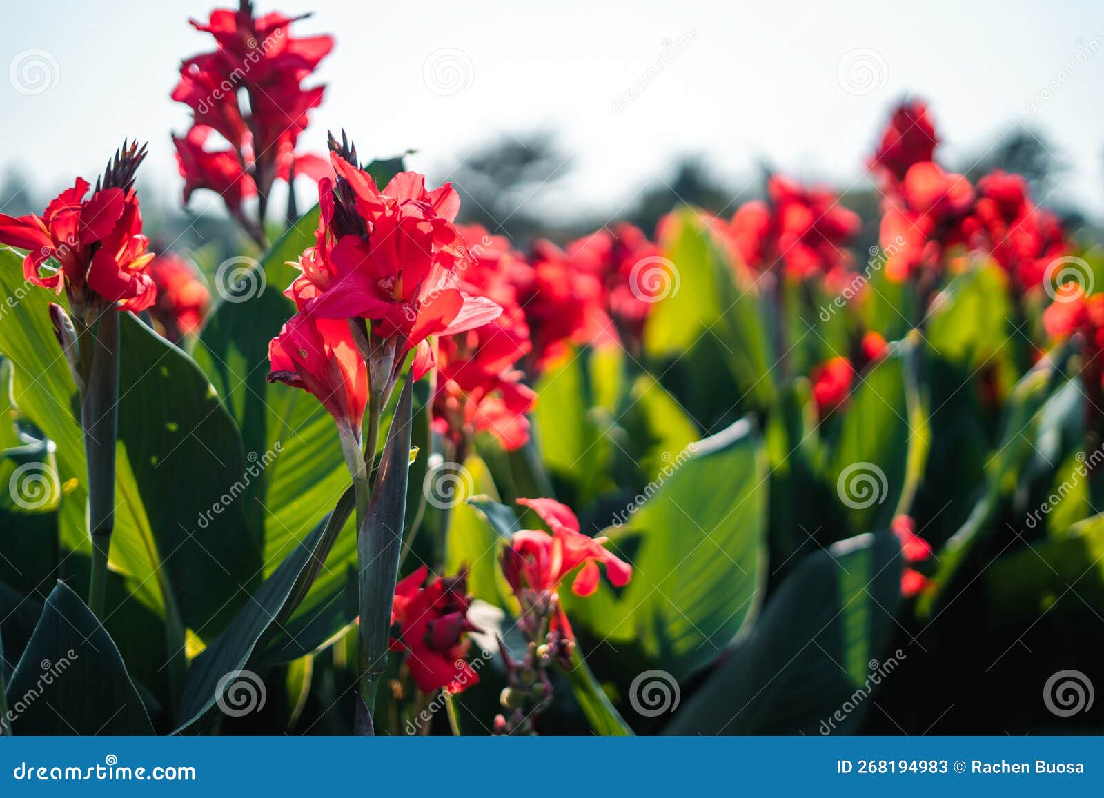 Red and Pink Flowers in the Garden Stock Image - Image of beautiful ...