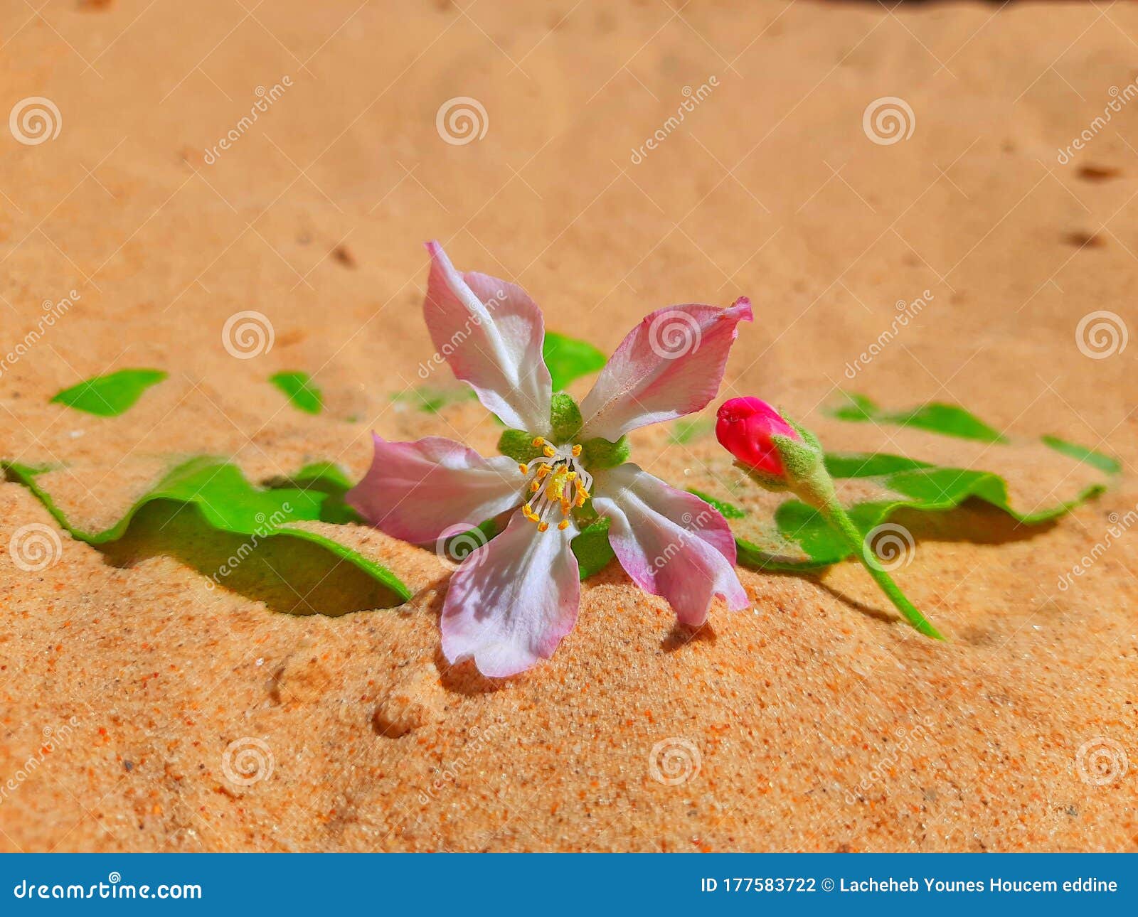 Red and Pink Flowers in Sand Dunes on Desert Stock Photo - Image of ... Red and Pink Flowers in Sand Dunes on Desert Stock Photo - Image of ...