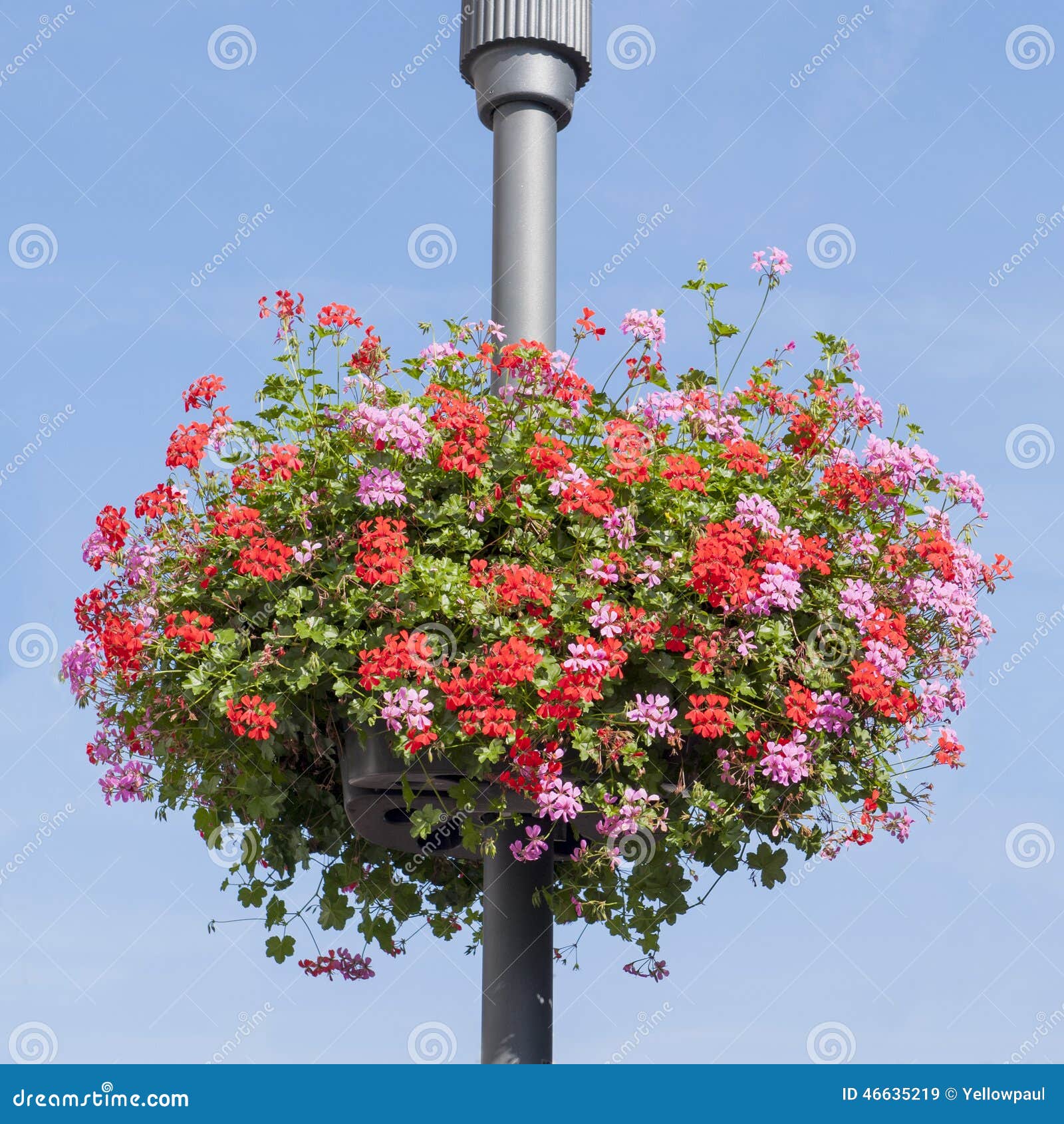 Red and Pink Geranium Basket on Lamppost Stock Image - Image of ...