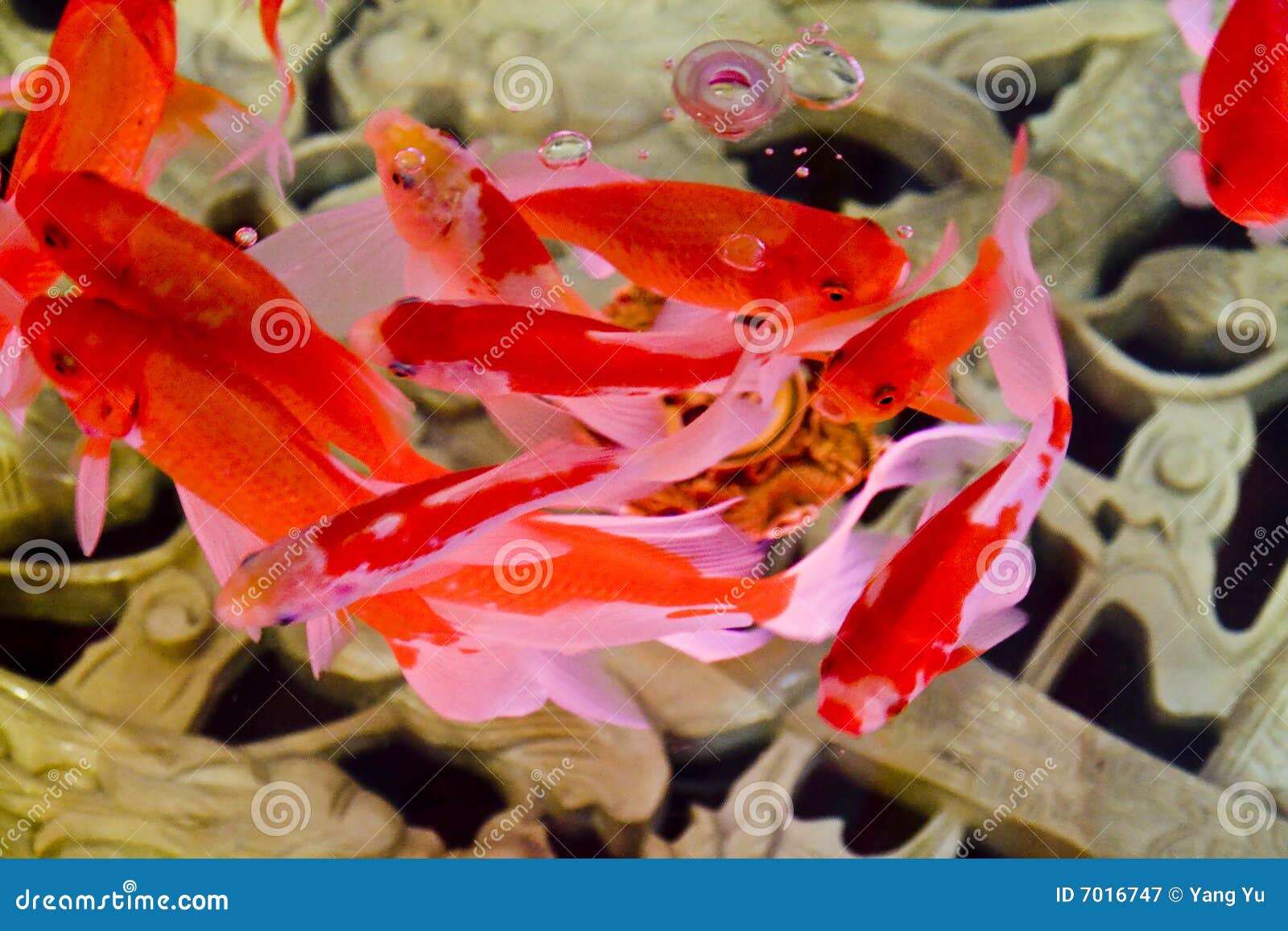 Red and pink koi carp stock image. Image of background - 7016747