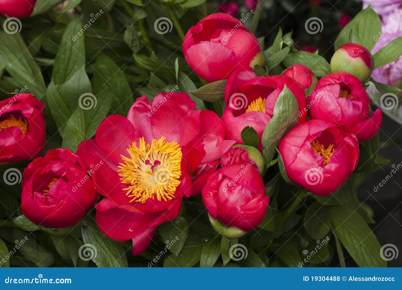 Red and pink paeon flowers stock photo. Image of garden - 19304488