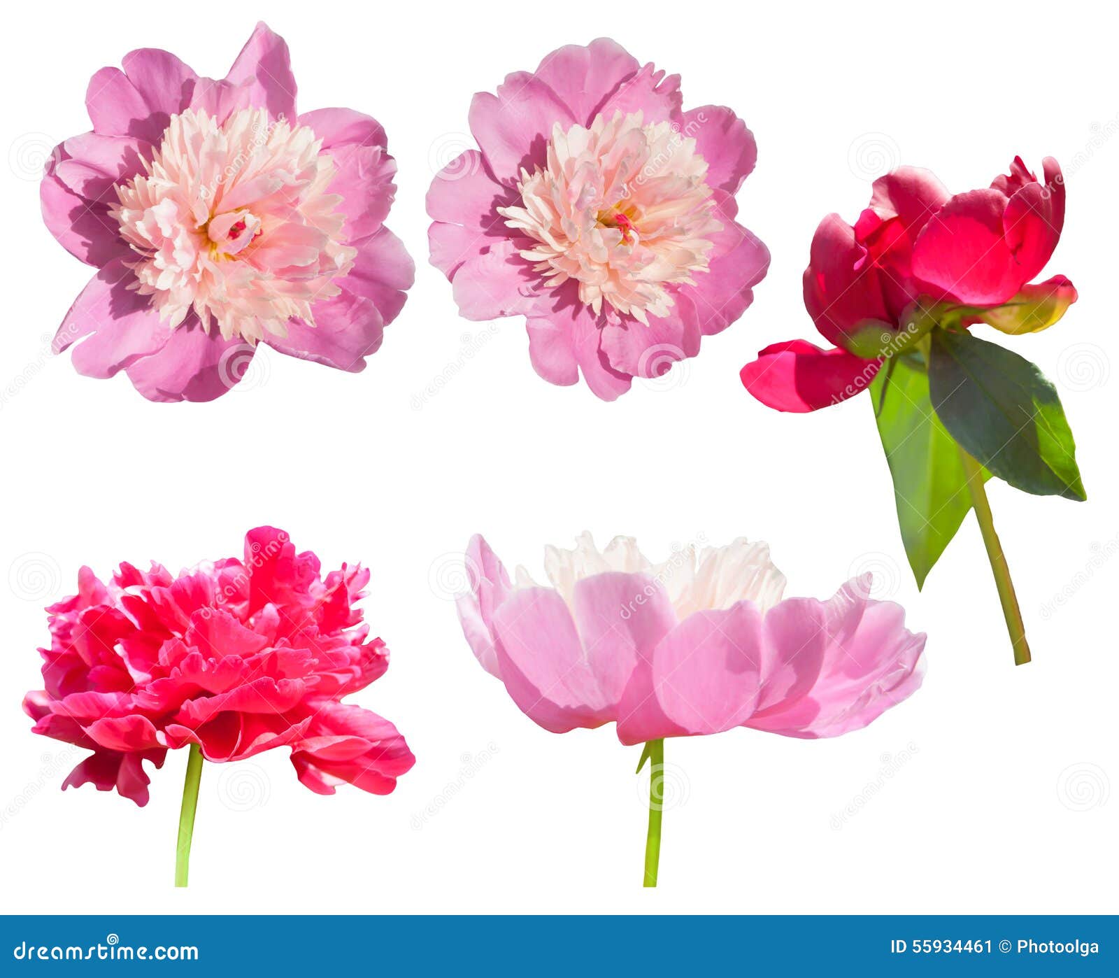 Red and pink Peonies. stock image. Image of closeup, flowers - 55934461