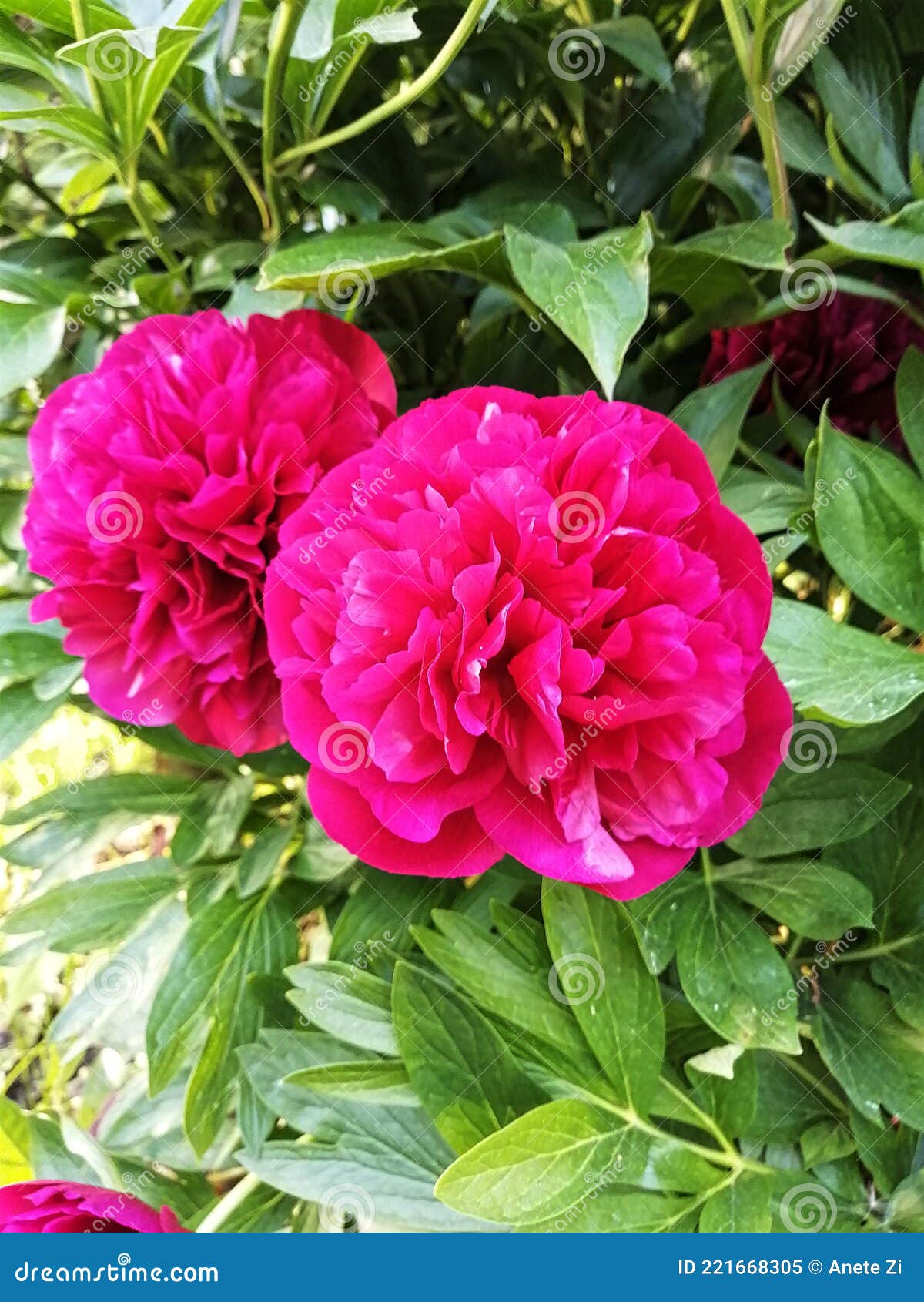 Red pink peonies in garden stock image. Image of garden - 221668305