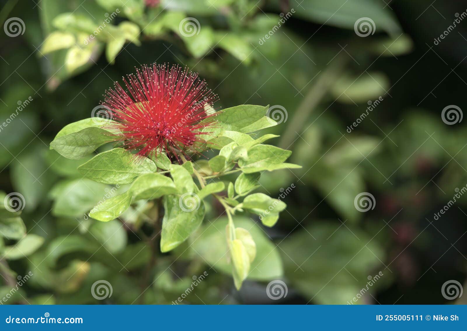 Red powder puff flower stock image. Image of meadow - 255005111