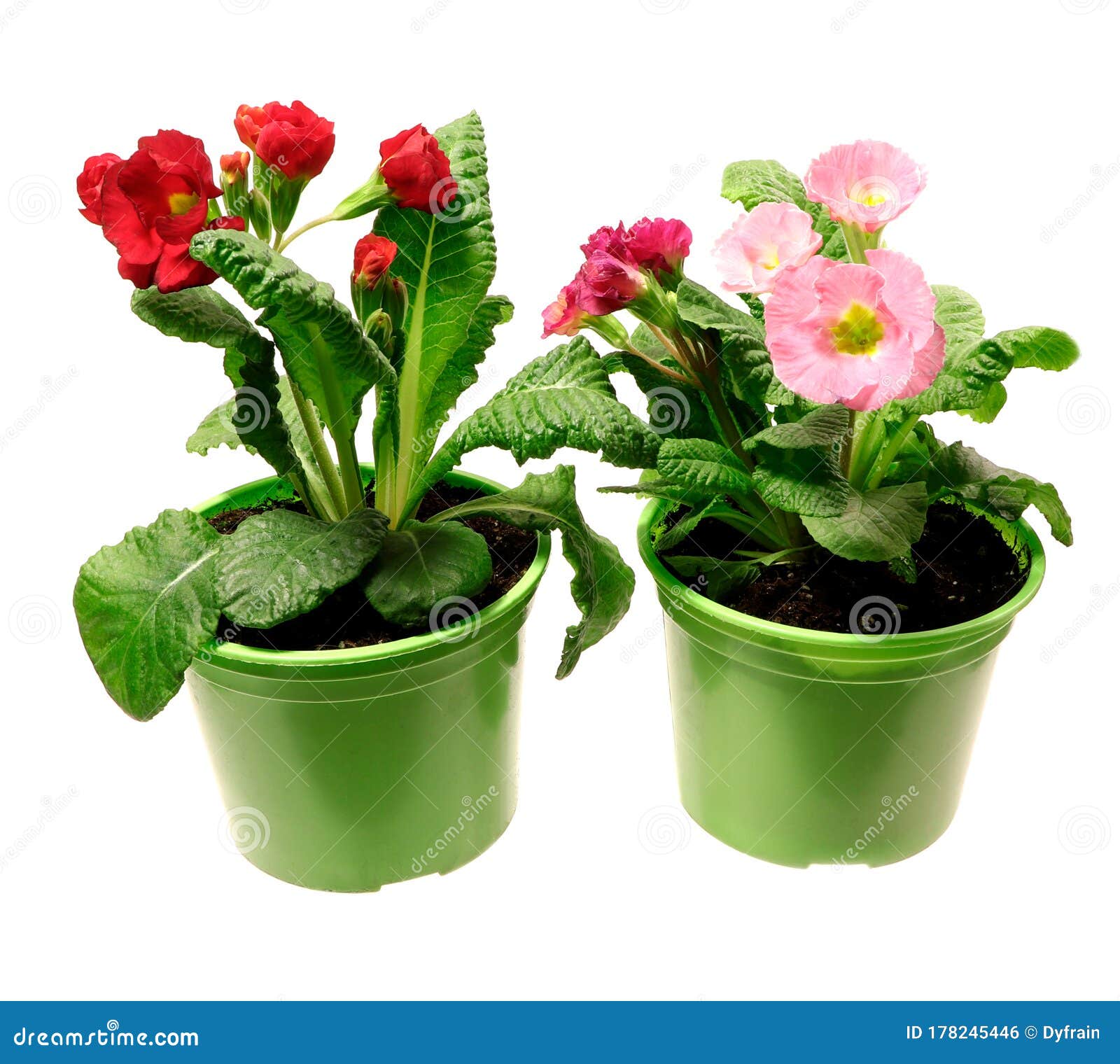 Red and Pink Primula D10 in a Green Pot Isolated on a White Backgroun ...
