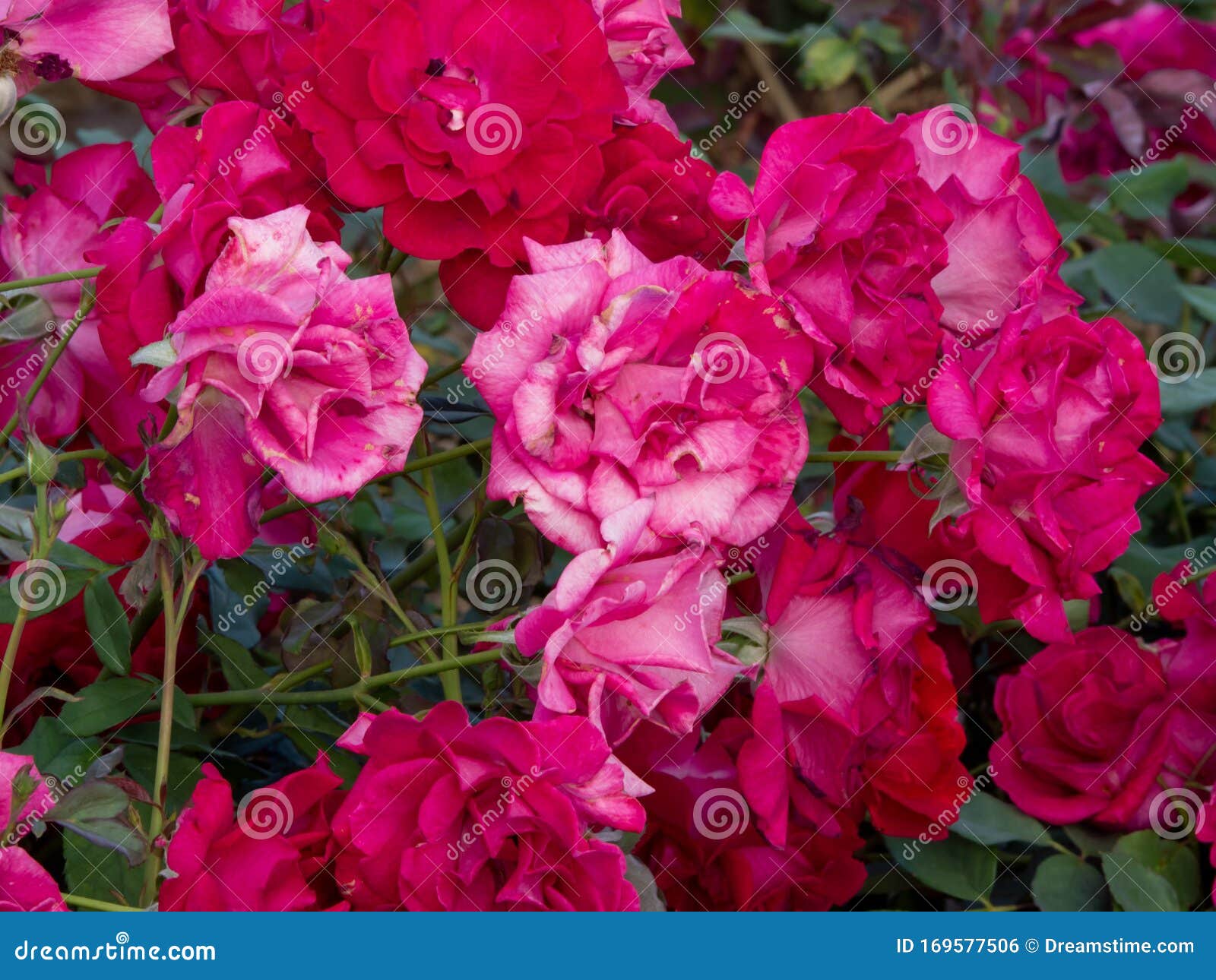 Red - pink rose flower stock photo. Image of petal, green - 169577506