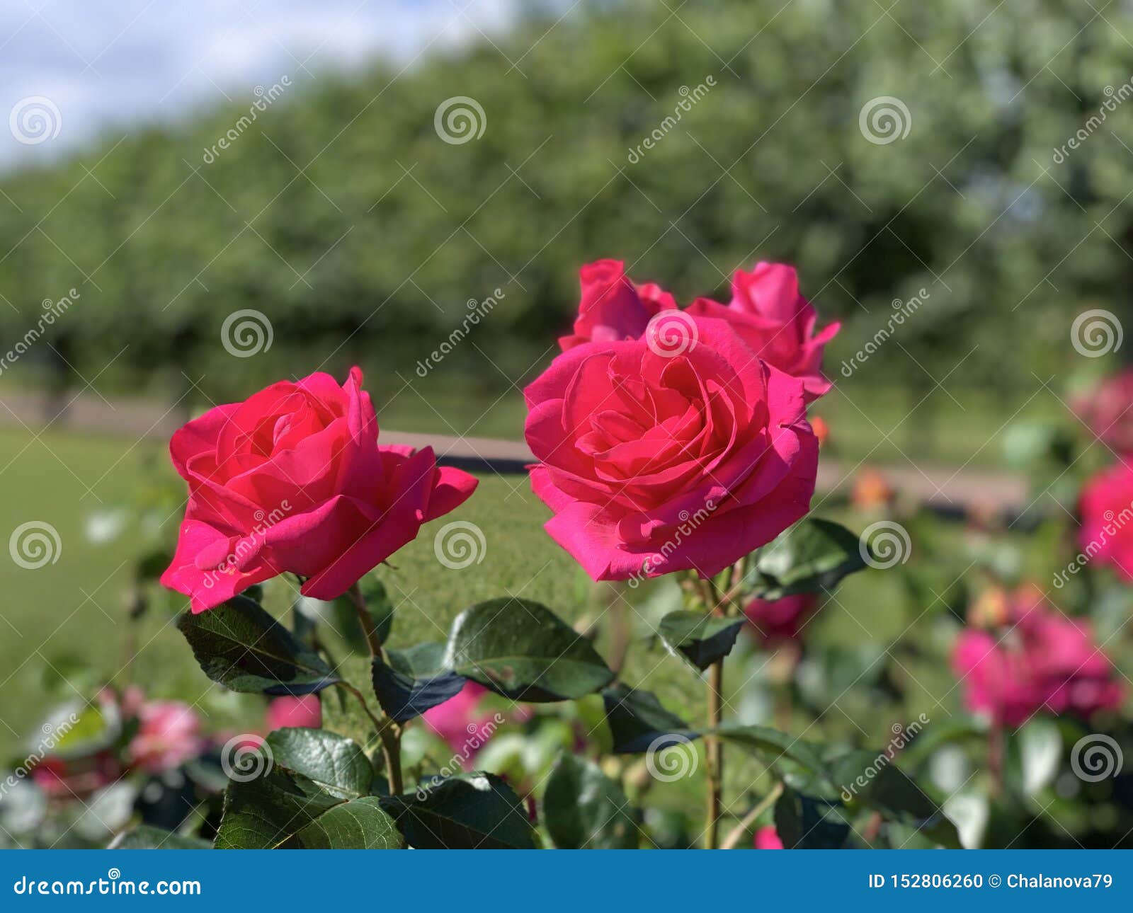 Red Pink Rose Flowers. Background Stock Photo - Image of blossom ...