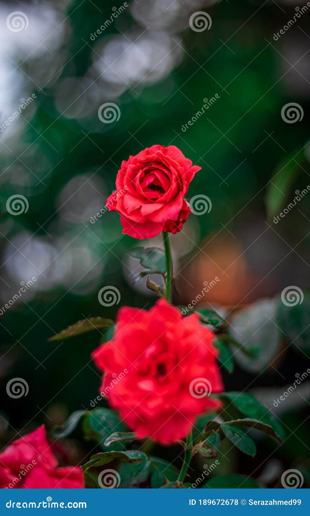 Red-Pink Rose in the Garden Stock Photo - Image of gardening, bright ...