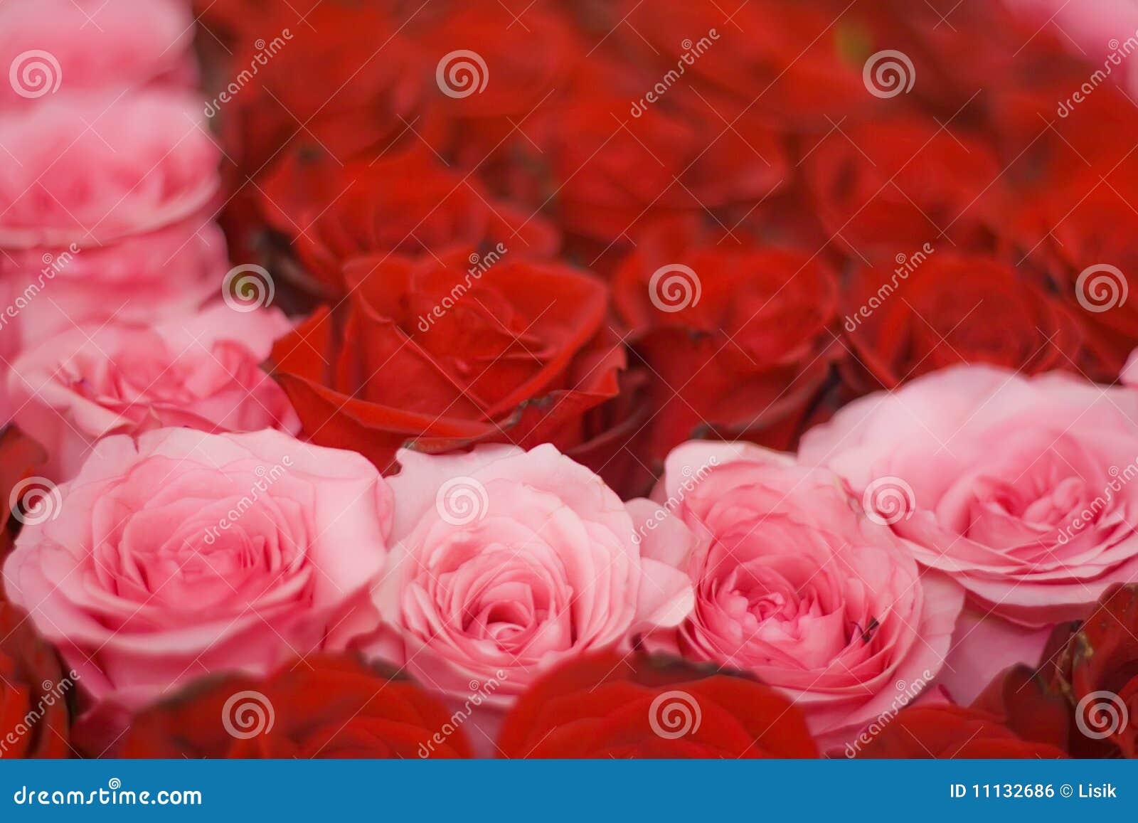 Red and pink roses stock photo. Image of love, pink, beauty - 11132686