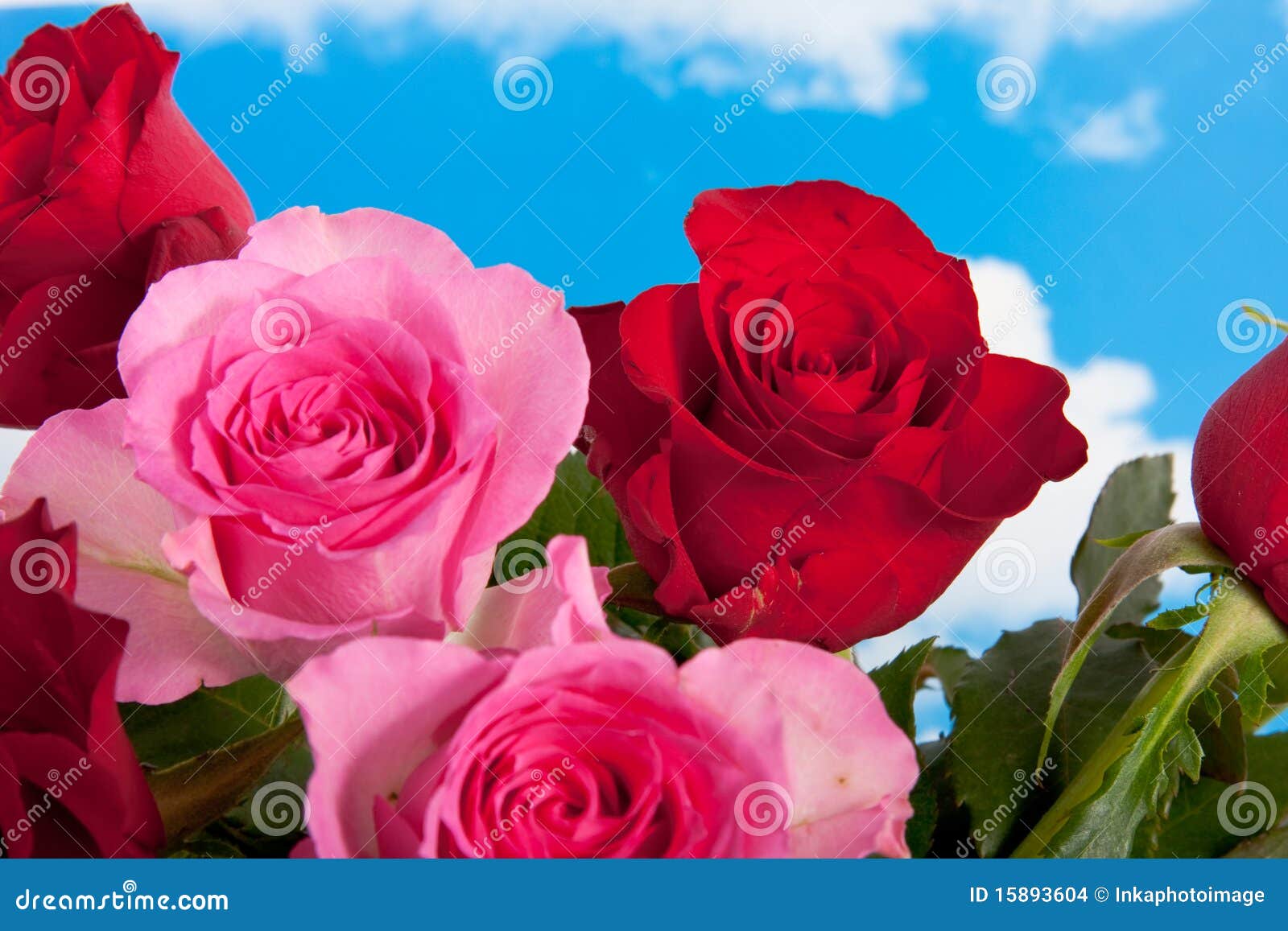 Red and pink roses stock photo. Image of feeling, postcard - 15893604