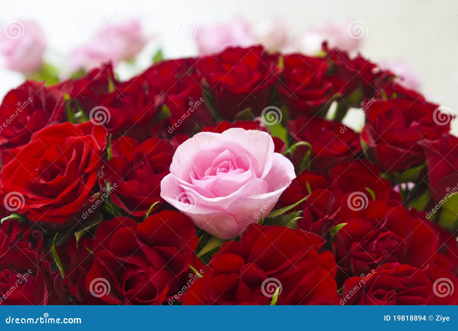 Red and pink roses stock photo. Image of sweet, fresh - 19818894