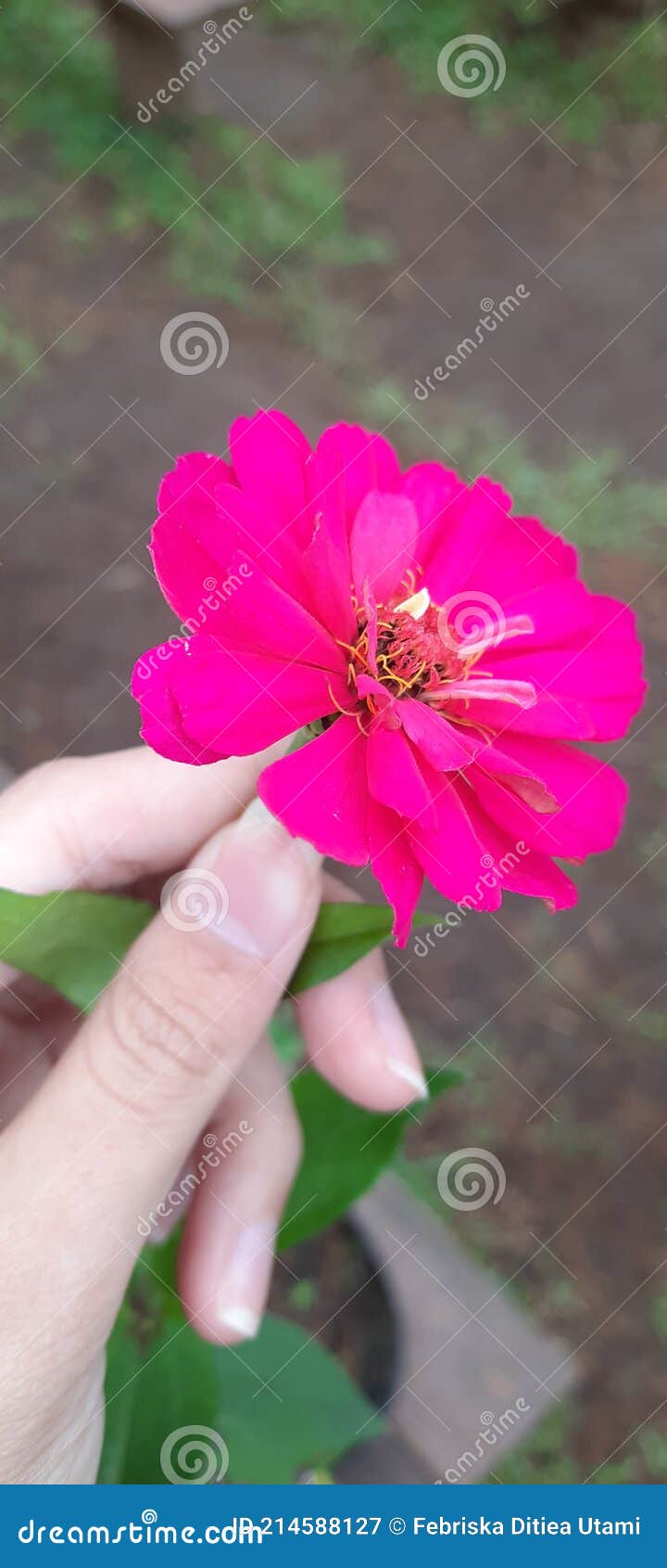 Red-pink single flower stock image. Image of pink, wildflower - 214588127
