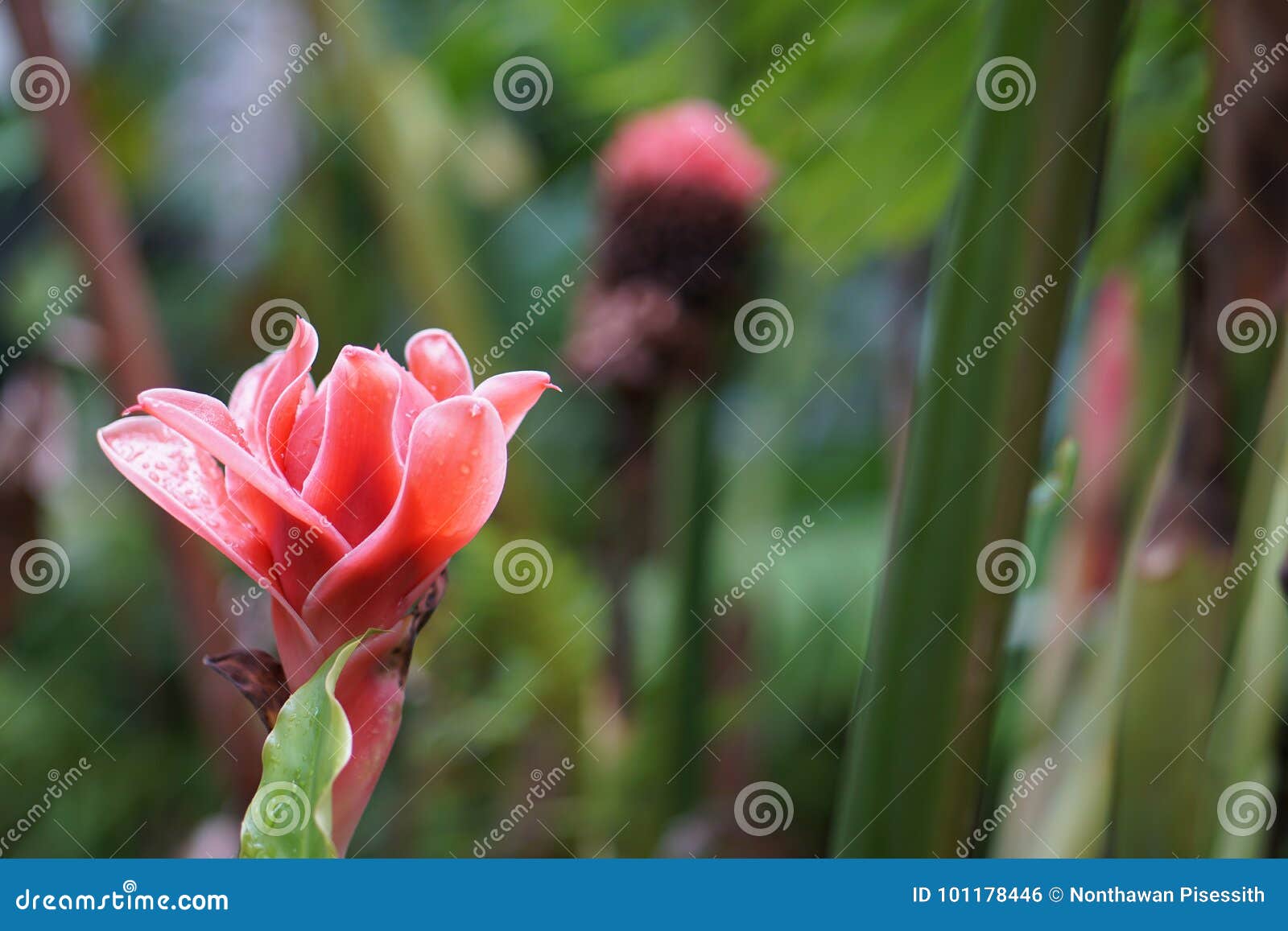 Red Pink Torch Ginger Plant Rain Drop Stock Photo - Image of blossom ...