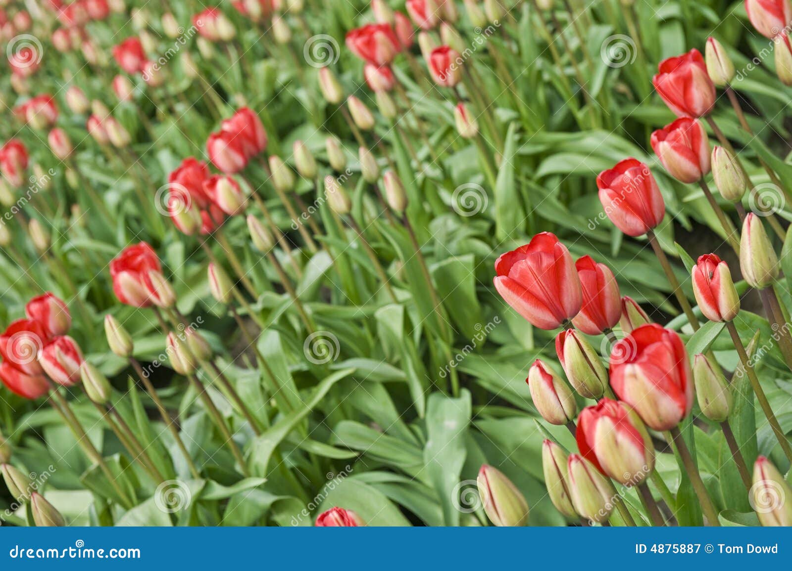 Red & Pink Tulips in Rows Stock Image - Image of growing, field: 4875887