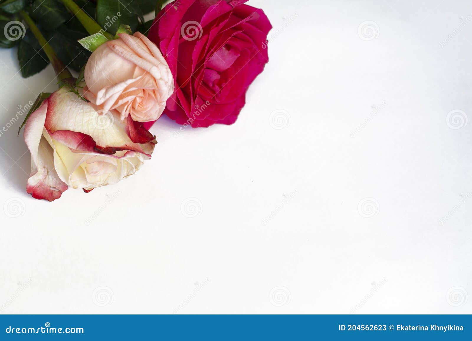 Red, Pink, and White Pink Roses on a White Background, Copy Space Stock ...