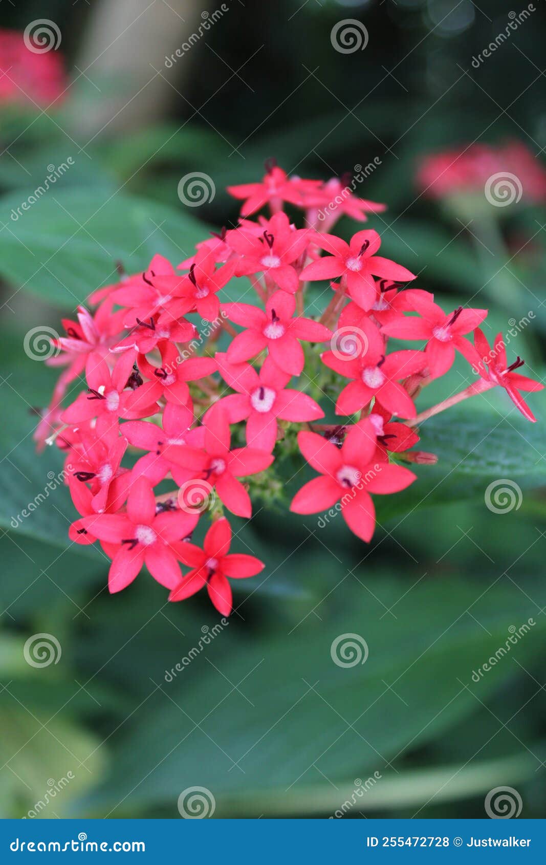 Red pinky flower stock photo. Image of green, pink, petal - 255472728