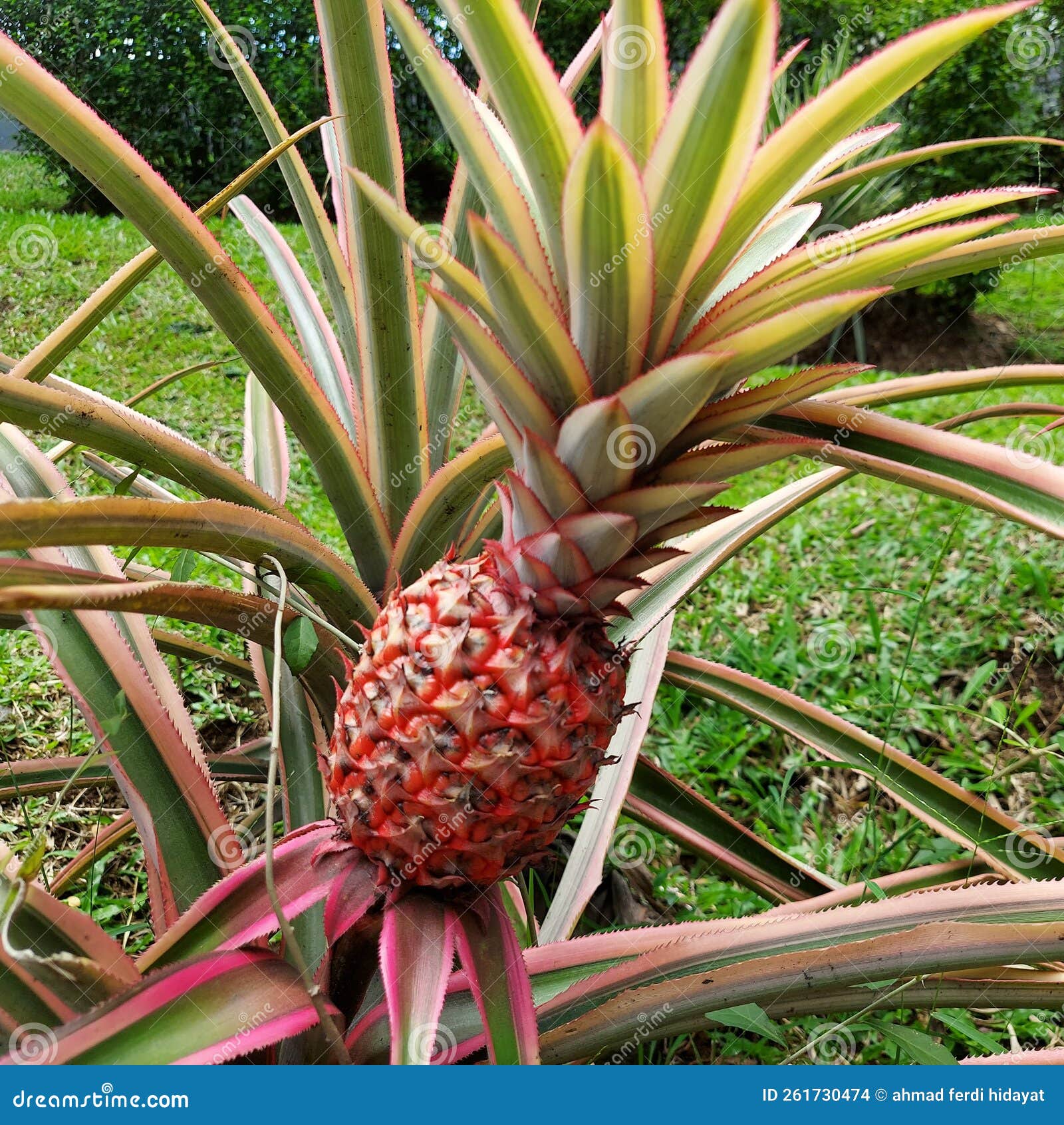 Red Pinnaple Fruit in the Garden with Two Tone of Leave Stock Photo ...