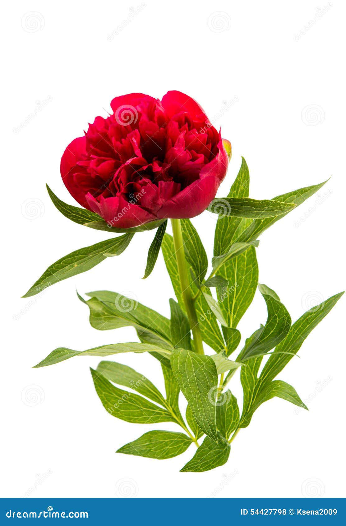 Red piones stock photo. Image of plant, peony, seasonal - 54427798