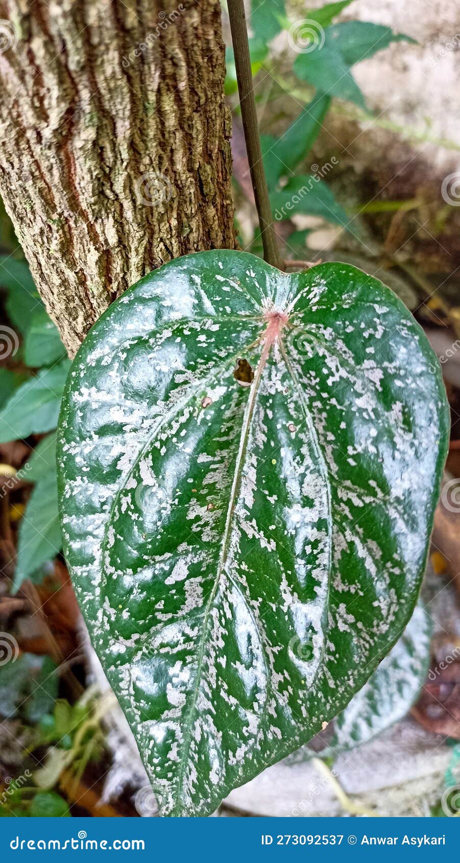 Red Piper Bettle the Pattern Looks Beautifull Stock Image - Image of ...