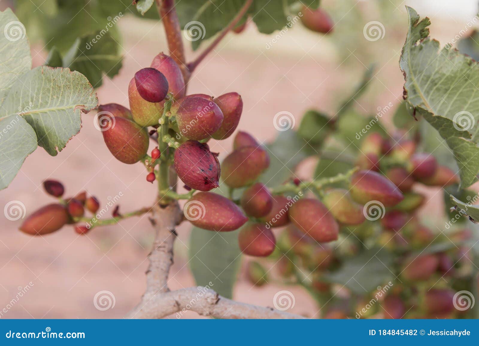Red Pistachio Fruits Growing in the Tree Stock Photo - Image of branch ...