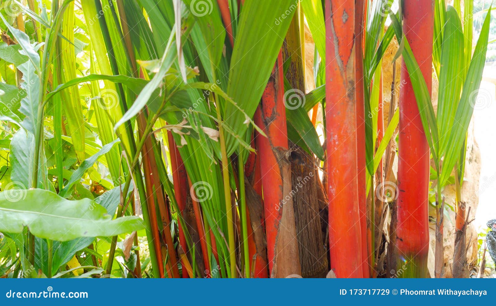 Red Palm Tree with Green Leaf. Background Stock Image - Image of ...