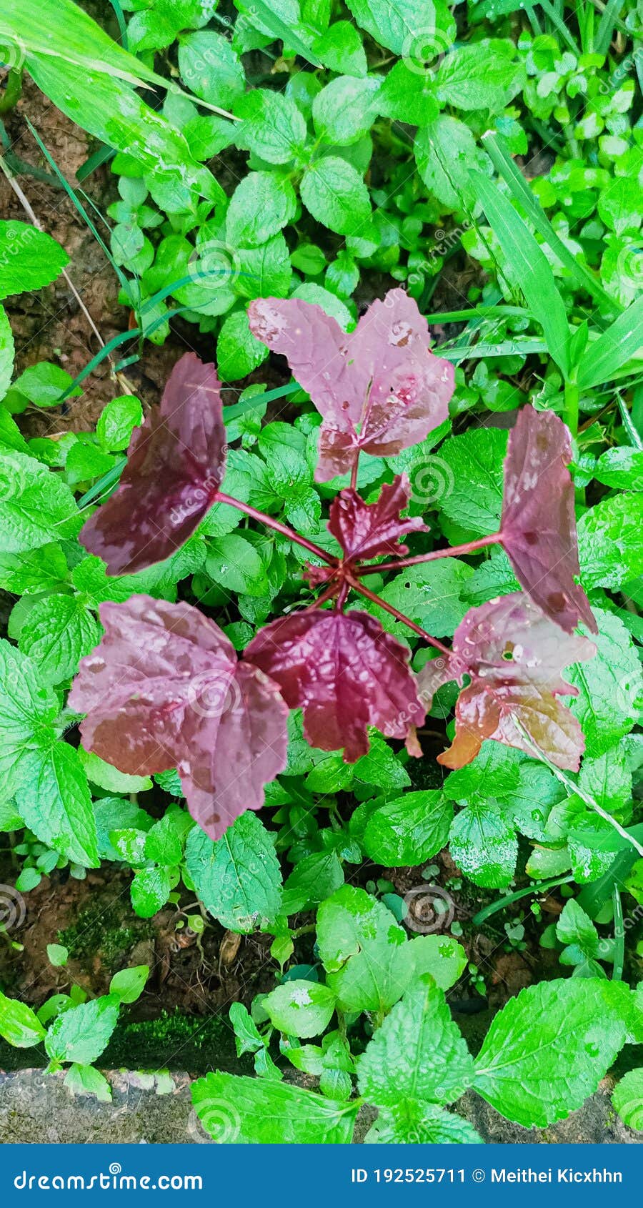 A Red Plant Called Sougri Angangba in Manipuri Stock Image - Image of ...